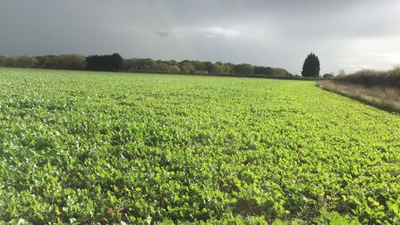 Working with farmers - cover crops | Nottinghamshire Wildlife Trust